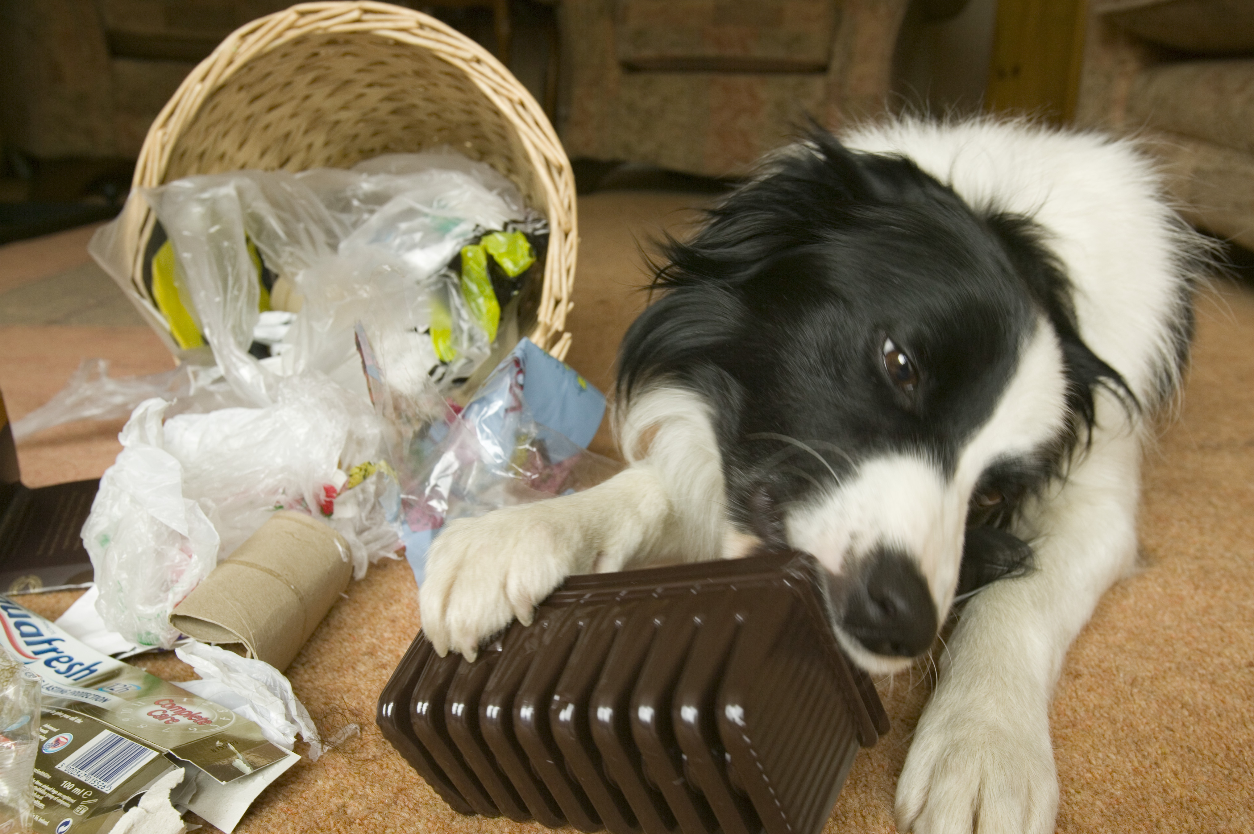 Dogs are as smart as two-year-old children, says canine expert | TIME.com