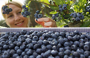 Study associates blueberry juice with better memory | TIME.com