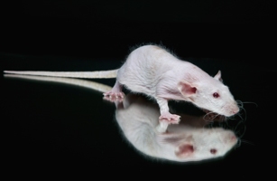 The Lab Rat: How to Take a Position of Power | TIME.com