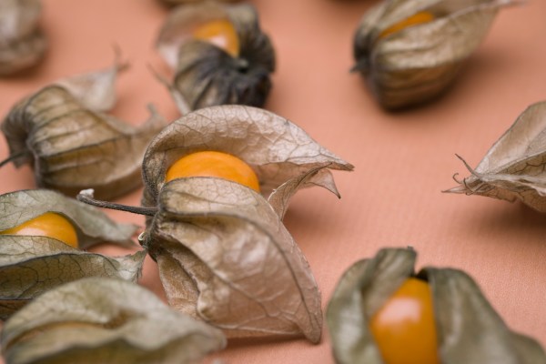 Incan Berries | In Search of…The ‘Superfruit’ | TIME.com