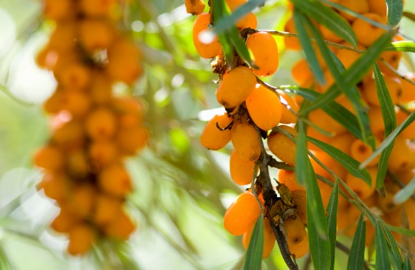 Sea Buckthorn Berry | In Search of…The ‘Superfruit’ | TIME.com