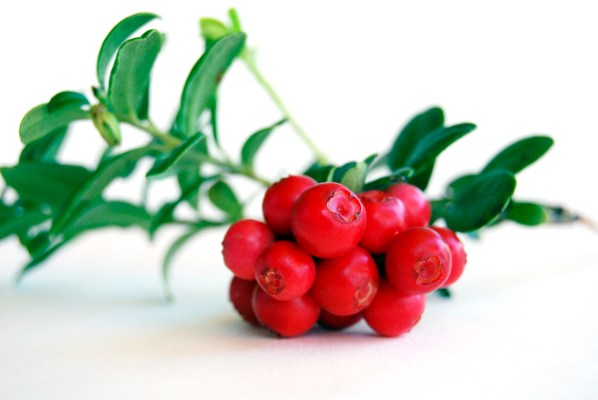 Lingonberry | In Search of…The ‘Superfruit’ | TIME.com
