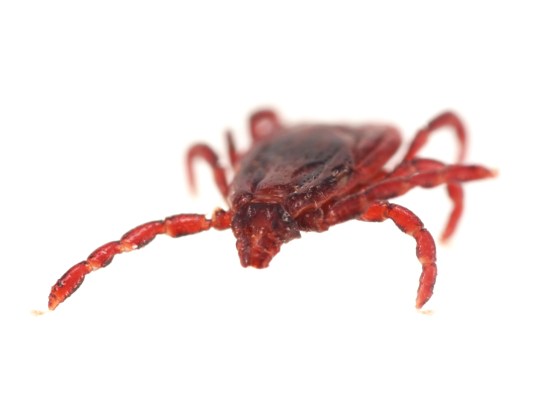 Tick: Clearing Up Clots | Treatments from Toxins: New Drugs May Come ...