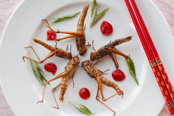 | What’s In a Bug? Lots of Healthy Nutrients | TIME.com