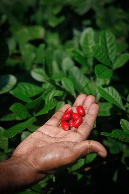 The Miracle Berry | 11 Foods That Are Changing the World | TIME.com