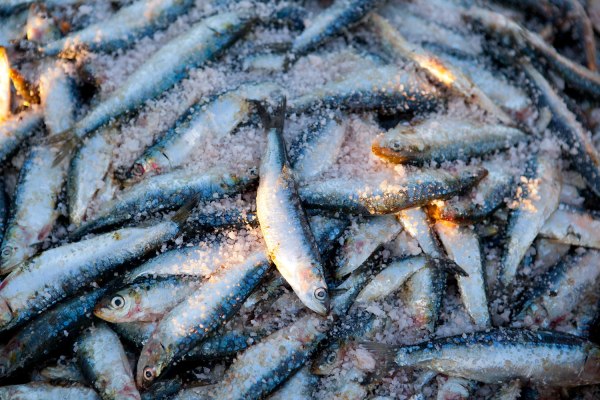 The Sardine | 11 Foods That Are Changing the World | TIME.com