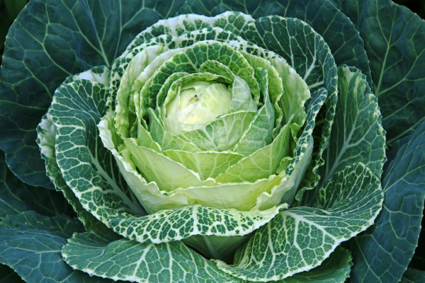 Cabbage | 16 Simple Foods to Cure Headaches, Upset Stomachs, and Common ...